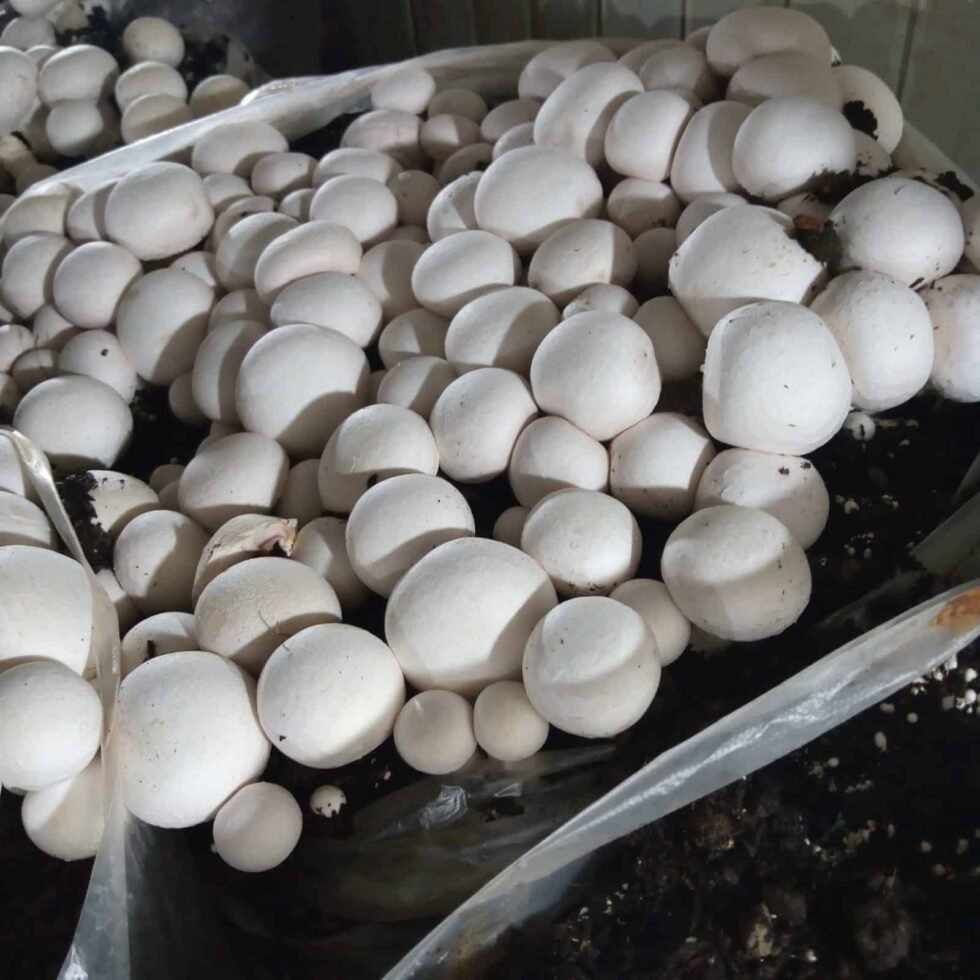Mushroom Plant Design | Commercial Mushroom Farm Planning & Consultancy